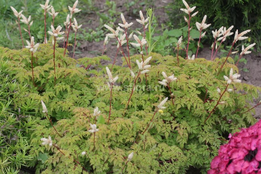 Арункус кокорышелистный (Aruncus aethusifolius)