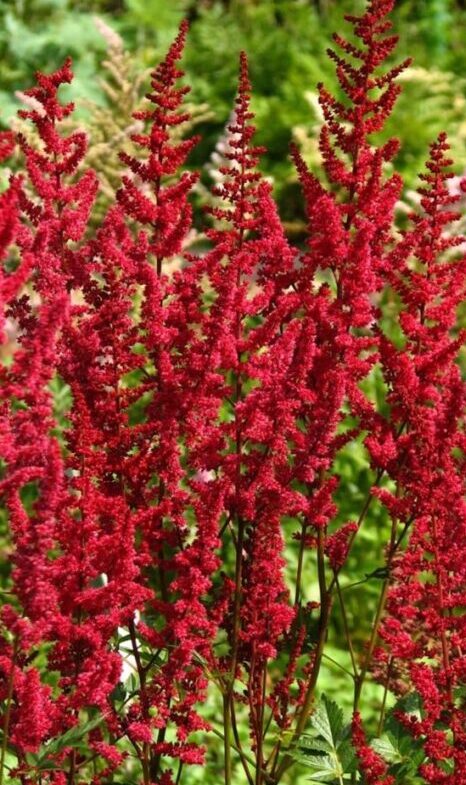 Справочник - Астильба японская 'Vesuvius' (Astilbe japonica 'Vesuvius')