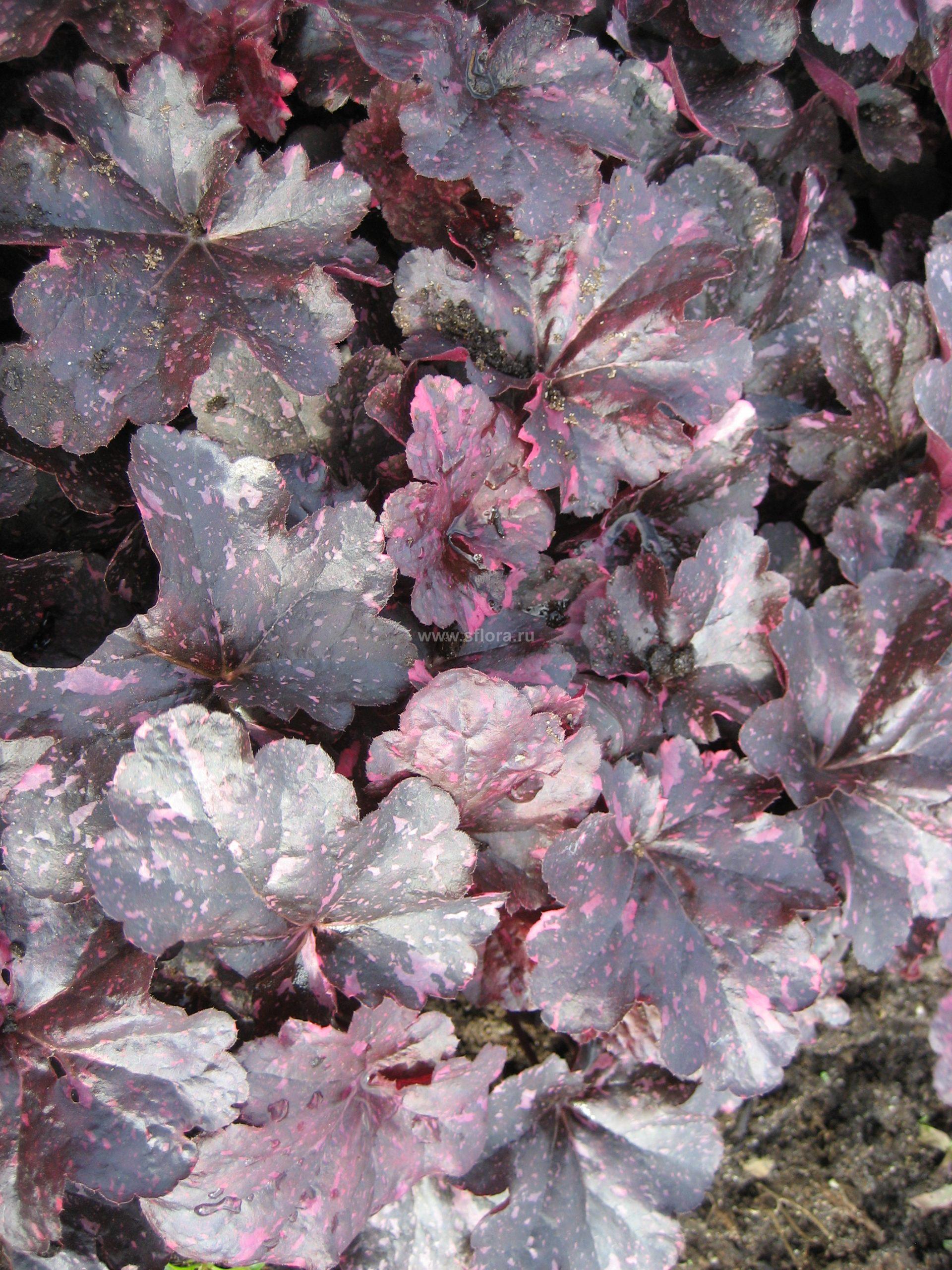 Справочник - Гейхера ‘Midnight Rose’ (Heuchera ‘Midnight Rose’)
