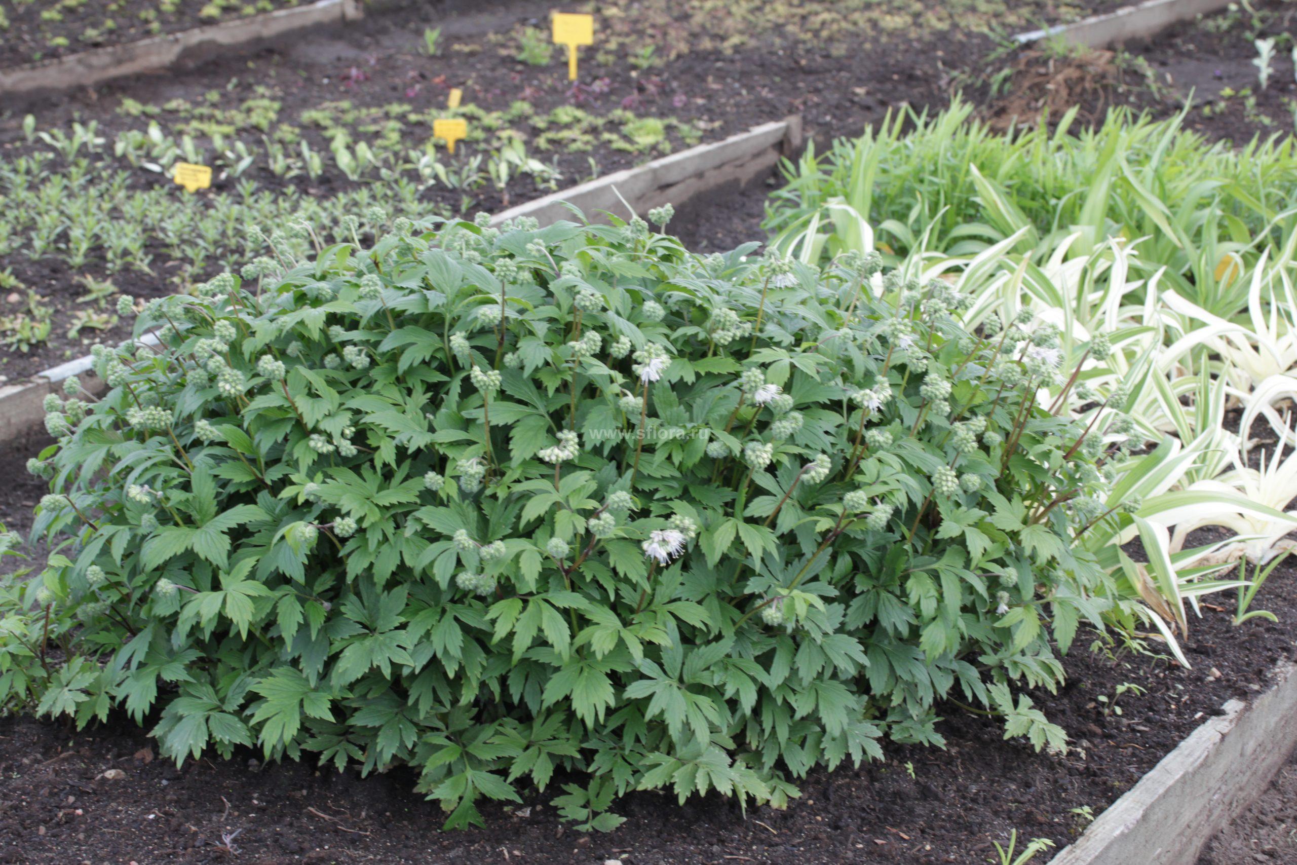 Гидрофиллум виргинский (Hydrophyllum virginianum)