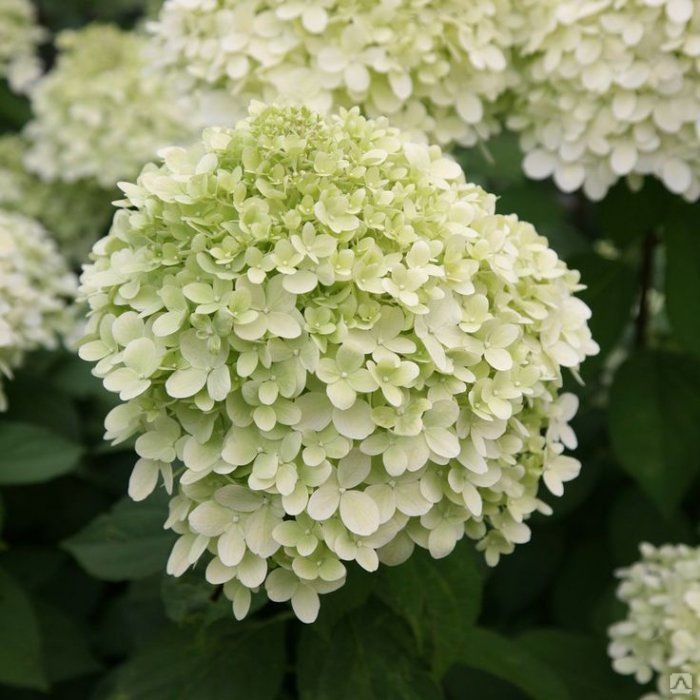 Гортензия метельчатая ‘Little Alf’ (Hydrangea paniculata ‘Little Alf’)