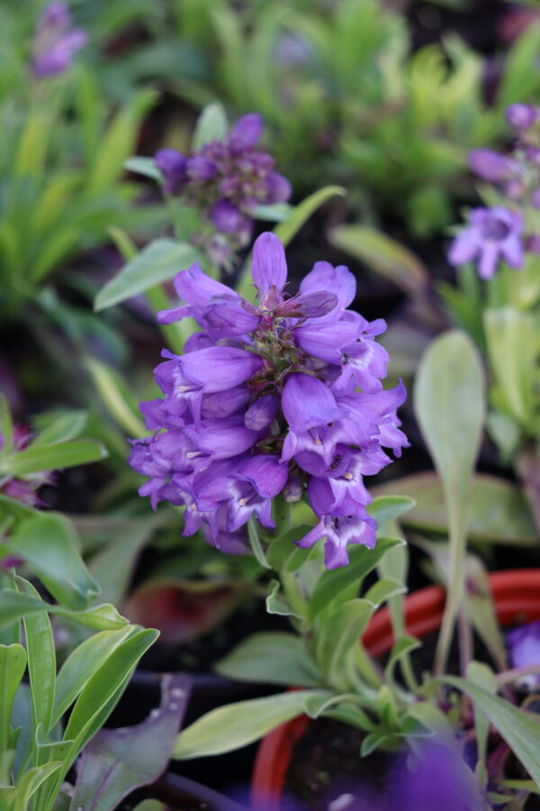 Пенстемон заостренный ‘Blue Buckle’ (Penstemon virgatus ‘Blue Buckle’)