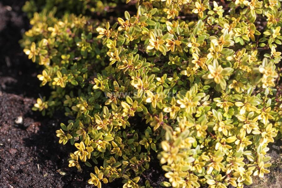 Тимьян лимоннопахнущий ‘Anderson’s Gold’ (Thymus citriodorus ‘Anderson ...