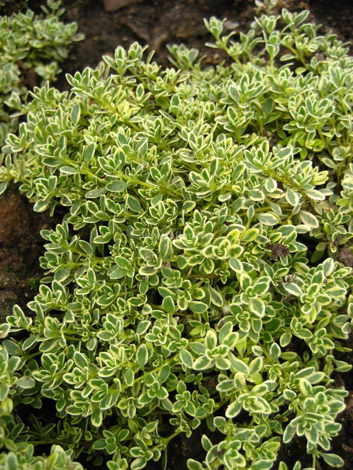 Тимьян ранний ‘Highland Cream’ (Thymus praecox ‘Highland Cream’)