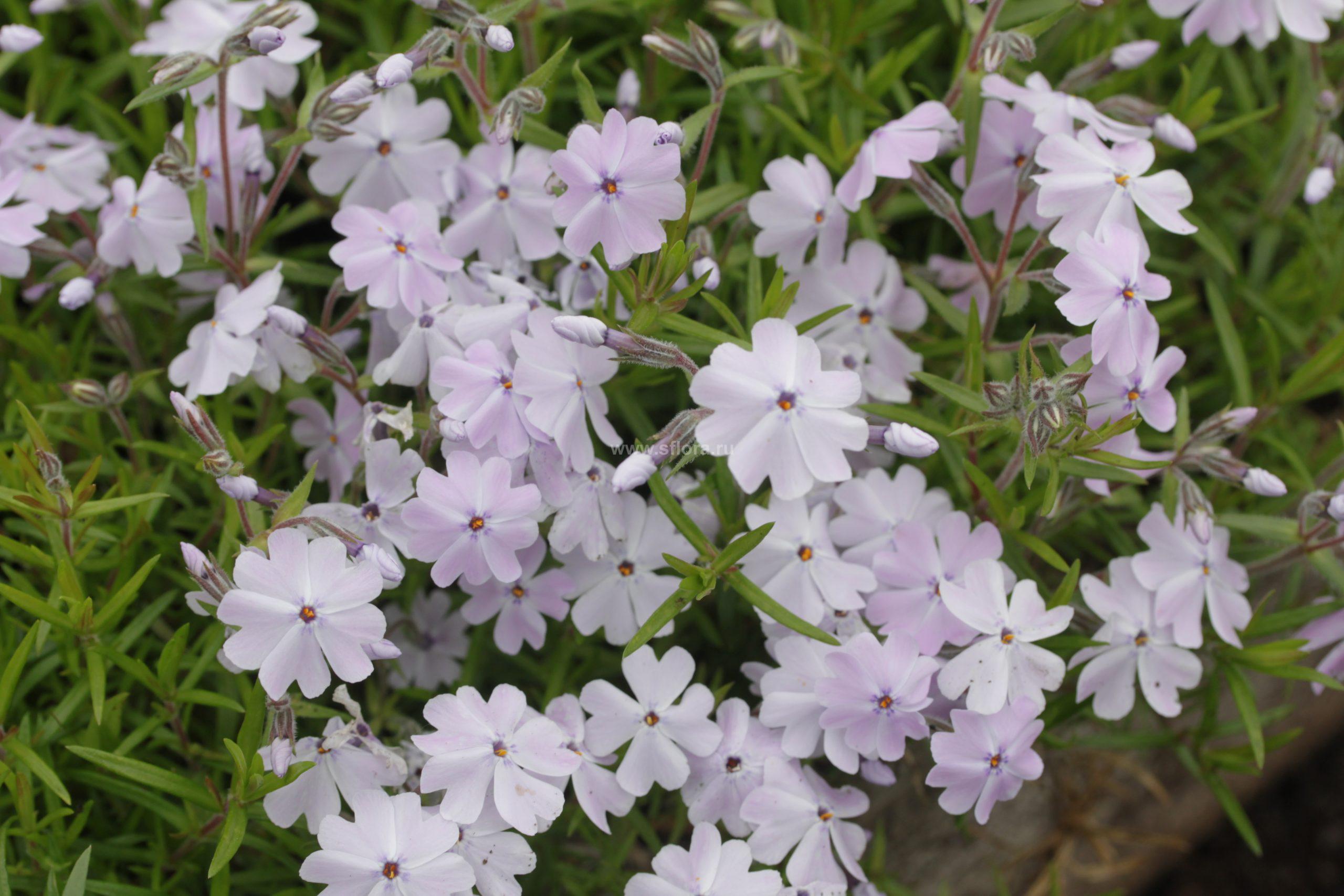 Флокс шиловидный ‘Alice Willson’ (Phlox subulata ‘Alice Wilsson’)