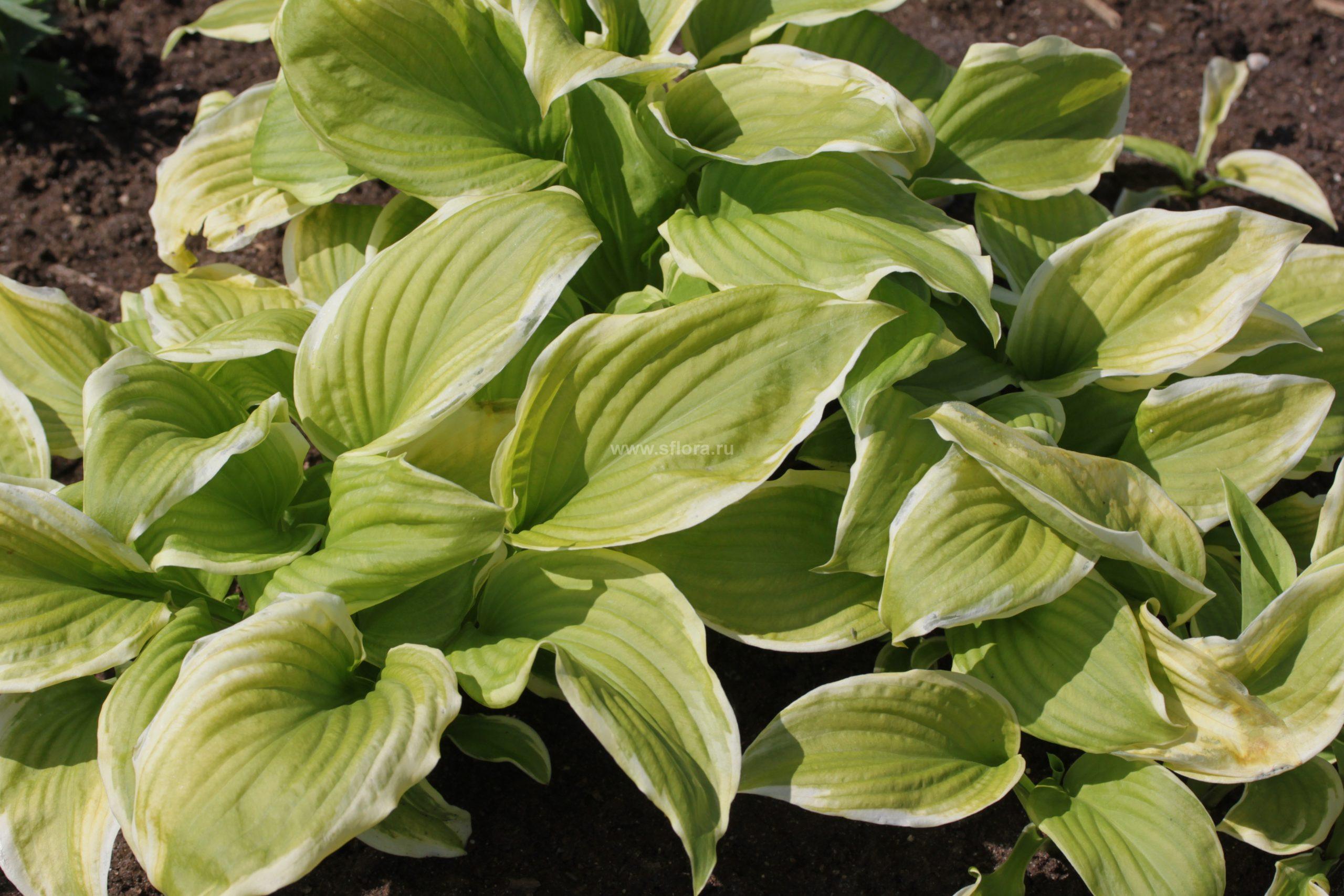Справочник - Хоста ‘Fragrant Surprise’ (Hosta ‘Fragrant Surprise’)