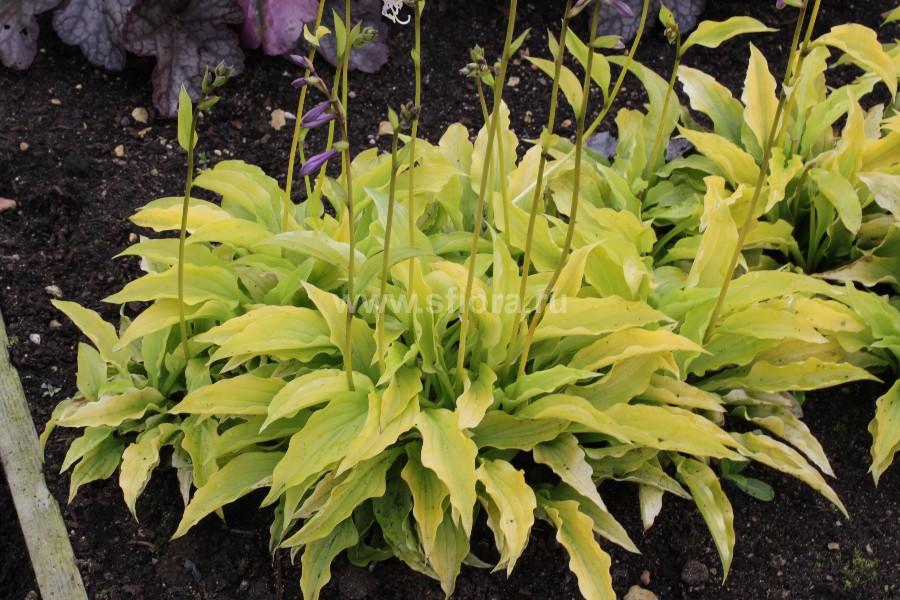 Хоста ‘Lemon Lime’ (Hosta ‘Lemon Lime’)