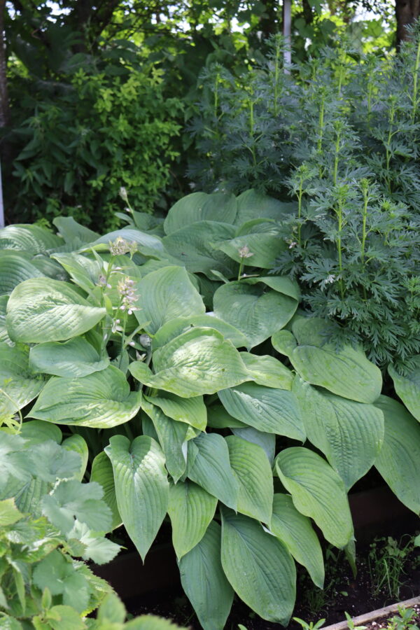 Хоста ‘T Rex’ (Hosta ‘T Rex’)