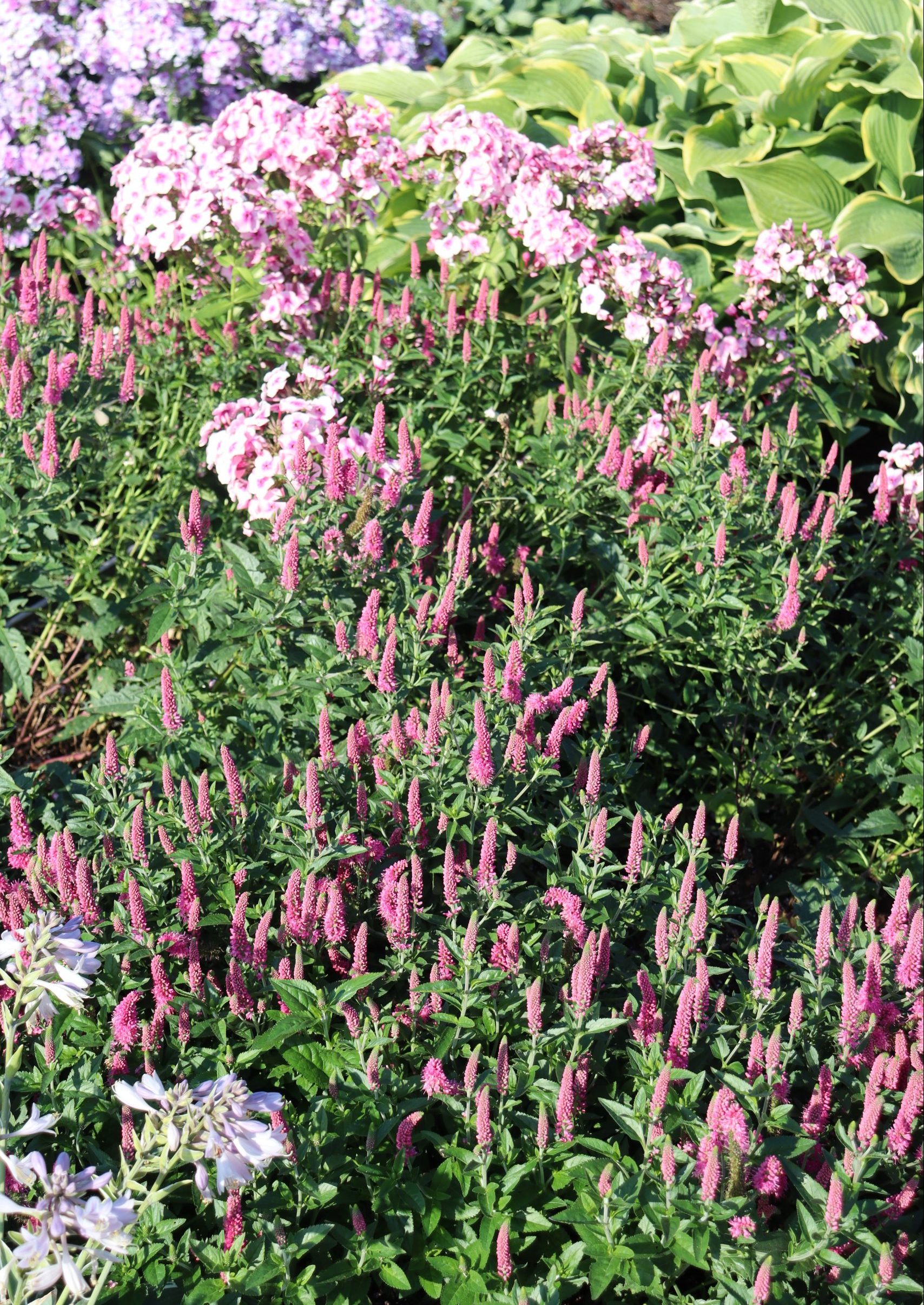 Справочник - Вероника колосковая 'First Love' (Veronica spicata 'First ...