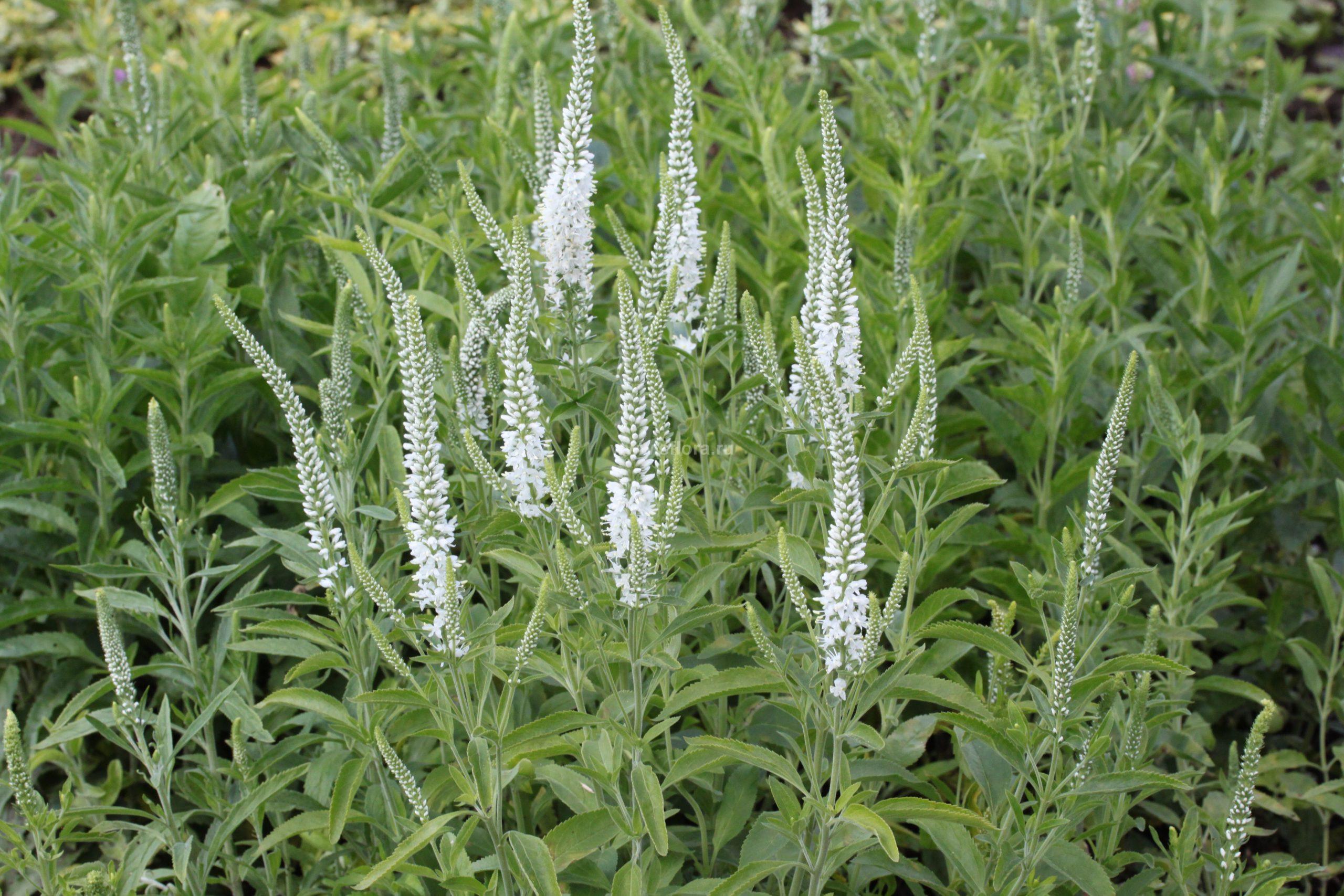 Справочник - Вероника колосковая ‘Alba’ (Veronica spicata ‘Alba’)