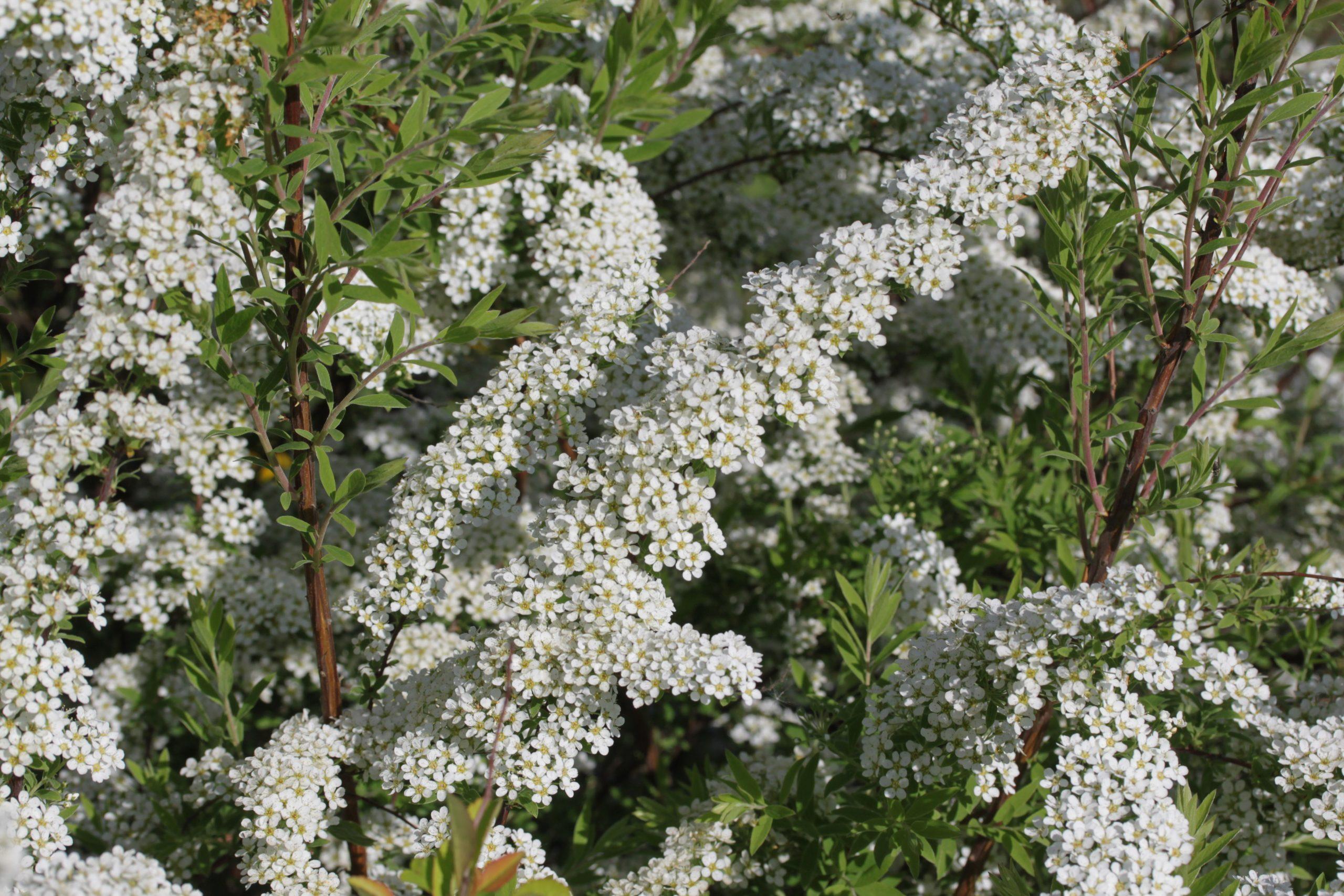 Справочник - Спирея серая (пепельная) ‘Grefsheim’ (Spiraea cinerea ...