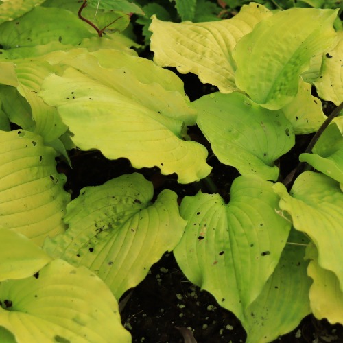 Справочник - Хоста ‘Cold Heart’ (Hosta ‘Cold Heart’)